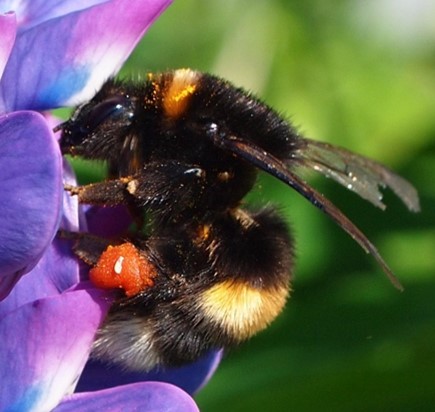 Biene svermer - Norges Birøkterlag
